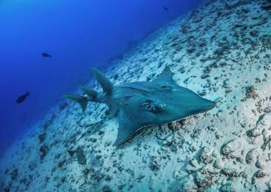 Guitar sharks, anyone? | 【BlueKAREM】ダイビングのプロフェッショナル向け情報サイト