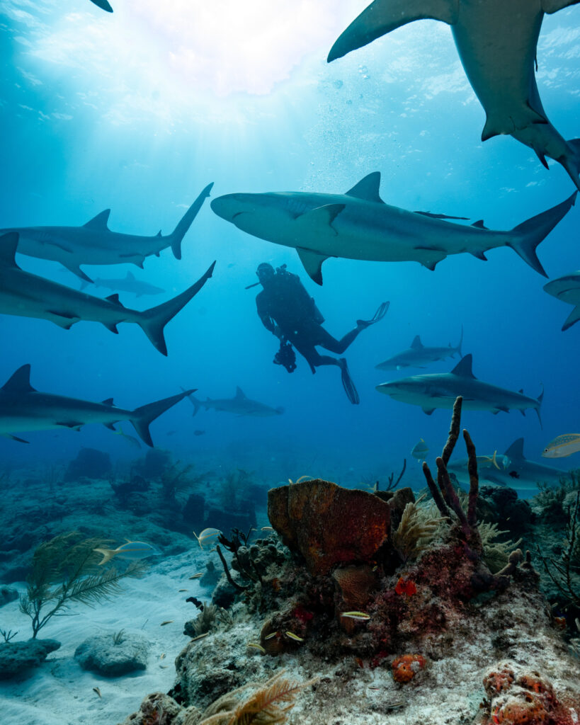 CITES – A Ray of Hope for Sharks | 【BlueKAREM】ダイビングのプロフェッショナル向け情報サイト